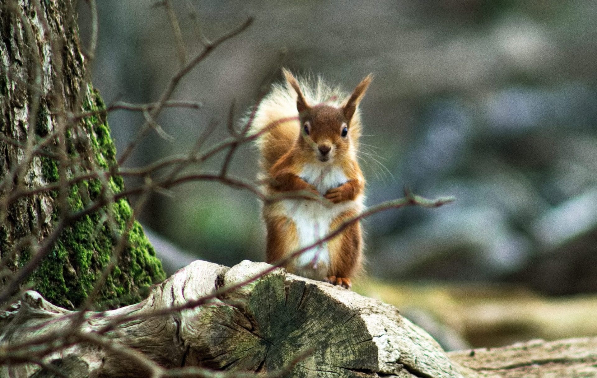 Who lives in Sandbanks | FAQs | Sandbanks Beach, UK